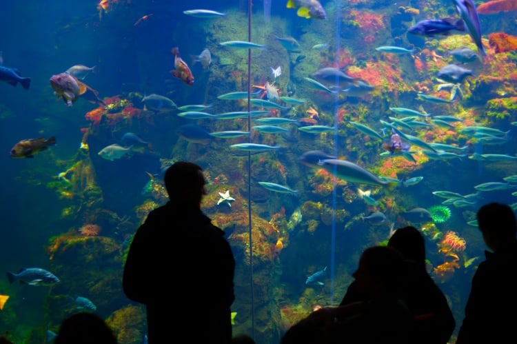 Our Projects | Aquatics